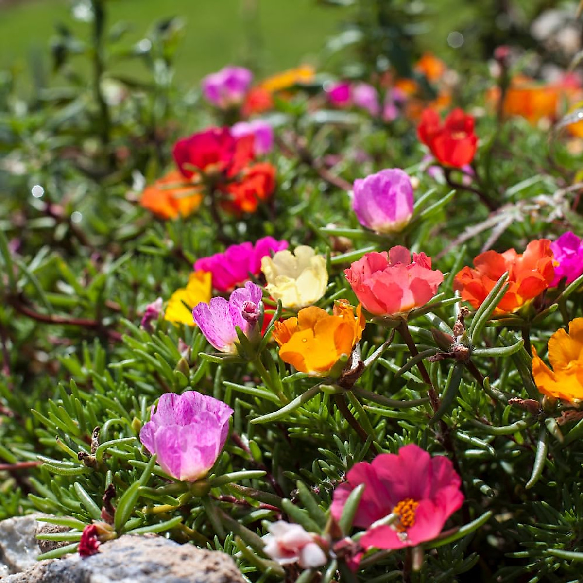 10000 Mixed Moss Rose Seeds - HOA Mười Giờ - AKA. Portulaca Grandiflora Mix, Moss-Rose Purslane, Eleven O'clock, Mexican Rose, Sun Rose, Rock Rose, Heat & Drought Tolerant 2.5 Grams