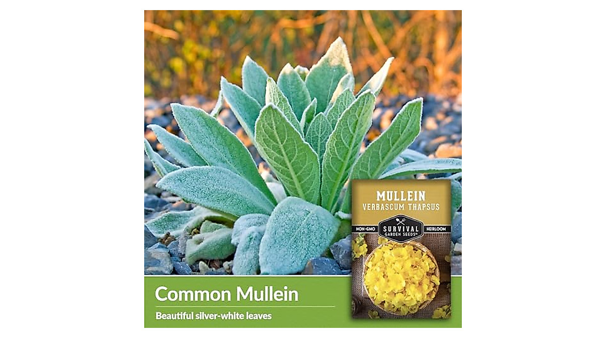 Grow Mullein Seed - Easy Medicinal Herb Kit