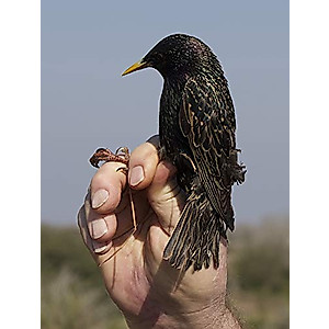 FMS Ravenox Sparrow and Starling Eliminator Trap | Starling Trap, Sparrow Trap | House Sparrow Trap for Eliminating Invasive, Non-Native Sparrows | Bird Trap with Sparrow Trap Door