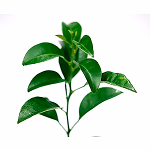 Satsuma Mandarin Tree - XL. Citrus unshiu. 6" - 10"