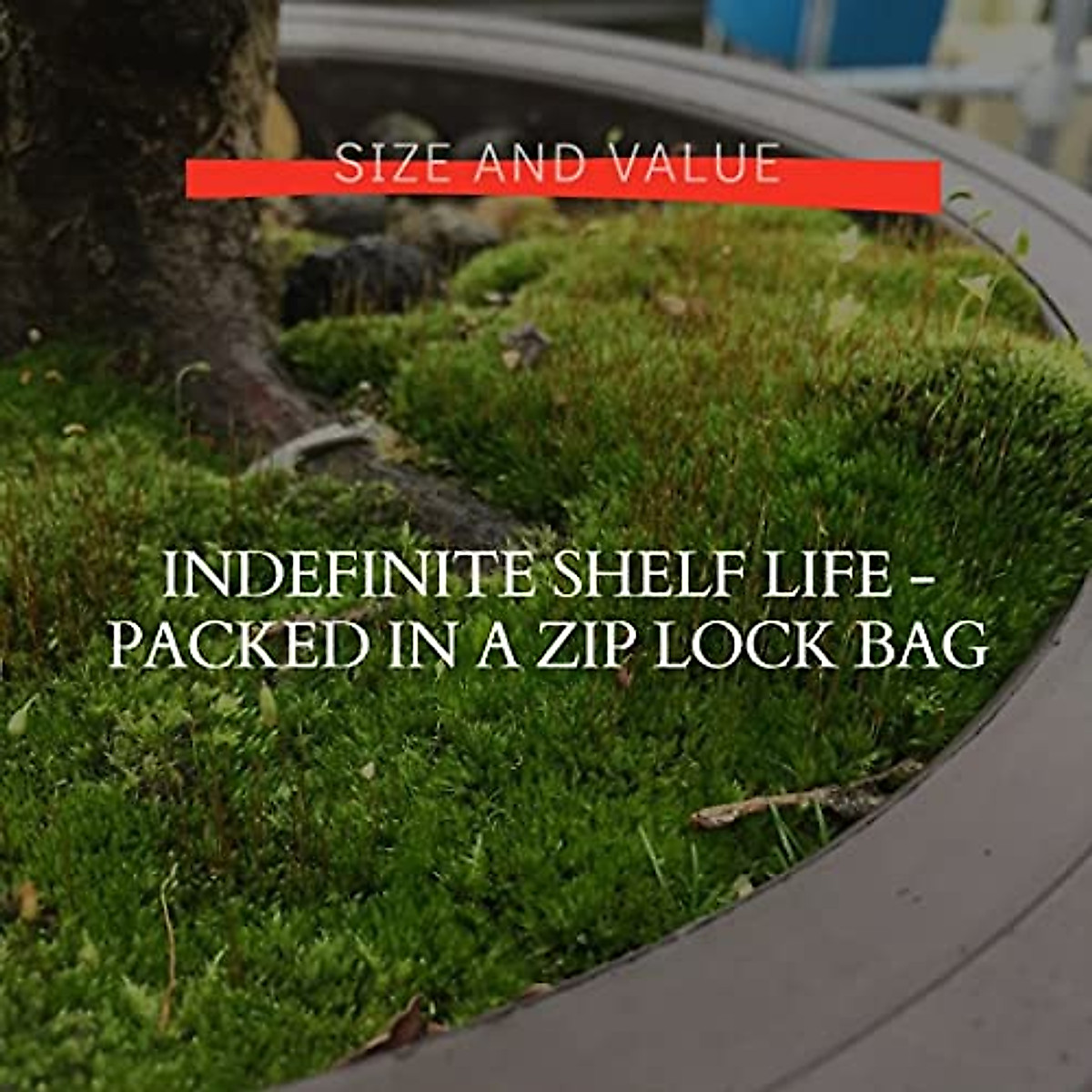 Moss Spores for Bonsai Trees - Covers Up to Three Square Feet, Bright Green Velvet Kyoto Bonsai Moss That is Weed Free, Indefinite Shelf Life