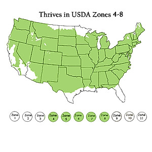 Proven Winner Spilled Wine Weigela, 2 Gal, Bright Pink Flowers and Deep Purple Foliage