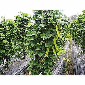 Winged Bean Seeds - Almost All Parts of The Plant are Edible. Once Considered The Food That Could Feed The Planet