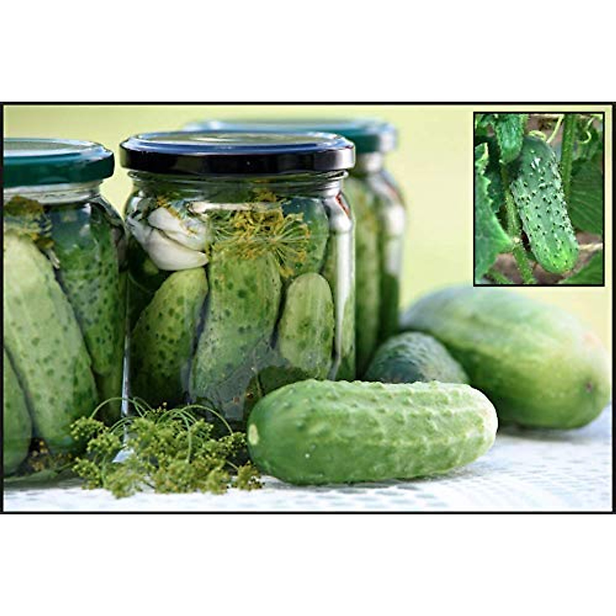 Boston Pickling Cucumber Seeds for Planting - 100+ Heirloom Seeds Per Packet, (Isla's Garden Seeds), Non-GMO Seeds, Botanical Name; Cucumis Sativus, Boston Seeds Great Home Garden Gift