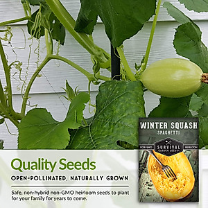 Survival Garden Seeds - Spaghetti Squash Seed for Planting - Packet with Instructions to Plant and Grow Low Carb Healthy Winter Squash in Your Home Vegetable Garden - Non-GMO Heirloom Variety