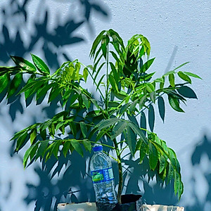 June Plum , JOBO (Spondias mombin) Tropical Fruit Live Tree 12”-24”