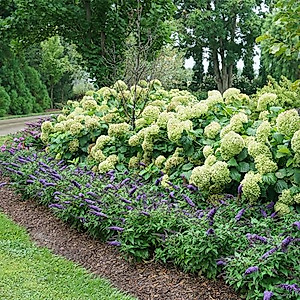 Proven Winner Pugster Buddleia, True-Blue Flowers, 2 Gal. (Pugster Blue)