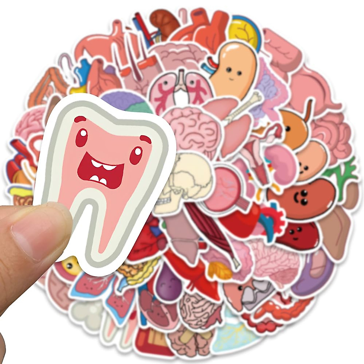 Cute Cartoon Organs Stickers, 65PCS Medical Body Organ Anatomy Stickers Pack for Kids, Teens, Waterproof Vinyl Stickers Bulk for Water Bottle, Laptop