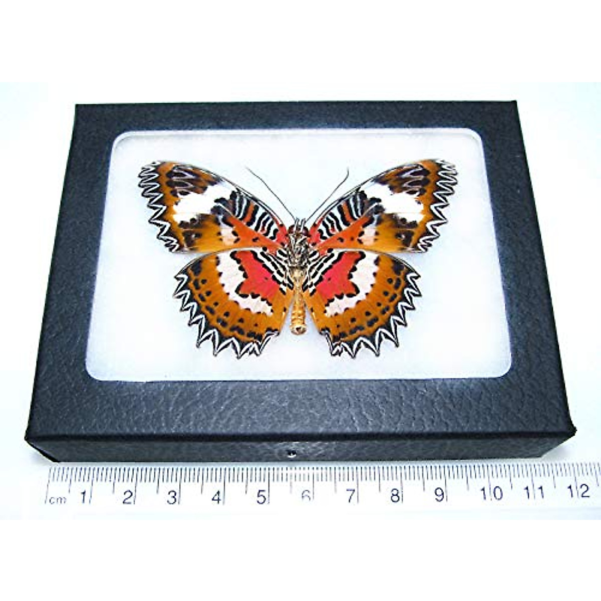 BicBugs Cethosia hypsea Real Framed Butterfly RED Indonesia
