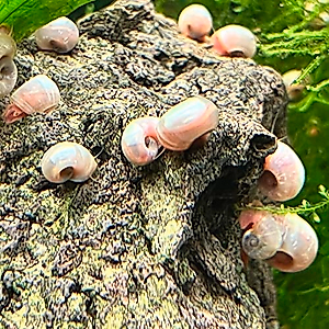 10 Live Ramshorn Snails by Dylfinds for Freshwater Aquarium/Pond Colony Start Clean-up Crew Planorbella Duryi (Bubblegum Pink)