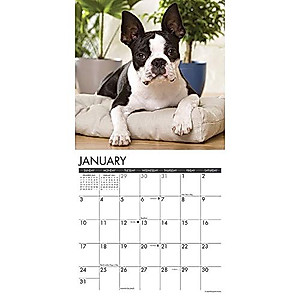 Just Boston Terriers 2021 Wall Calendar (Dog Breed Calendar)
