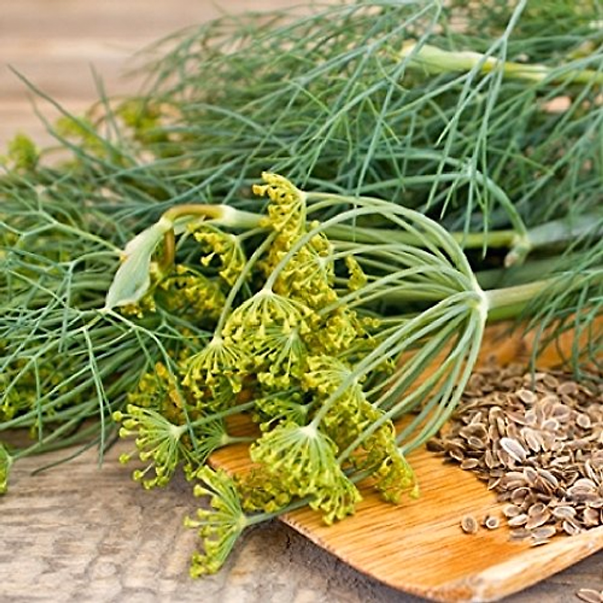 "Mammoth Long Island" Dill Seeds for Planting, 1500+ Seeds Per Packet, (Isla's Garden Seeds), Non GMO & Heirloom Seeds, Botanical Name: Anethum graveolens, Great Herb Garden Gift