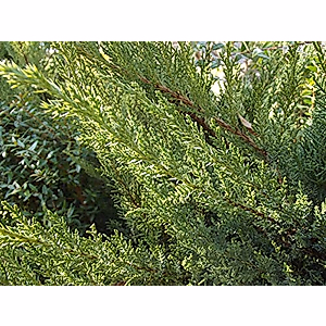 San Jose Juniper | 2 Live Gallon Size Plants | Juniperus Chinensis | Bonsai Drought Tolerant Cold Hardy Evergreen Groundcover