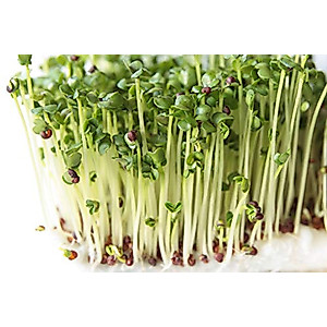 Nature Jims Sprouts Broccoli Sprout Seeds - Certified Organic Broccoli Sprouting Seeds for Indoor/Outdoor Use - Rich in Sulforaphane Healthy, Nutritious Broccoli Seeds Sprout in 5 Days - 8oz