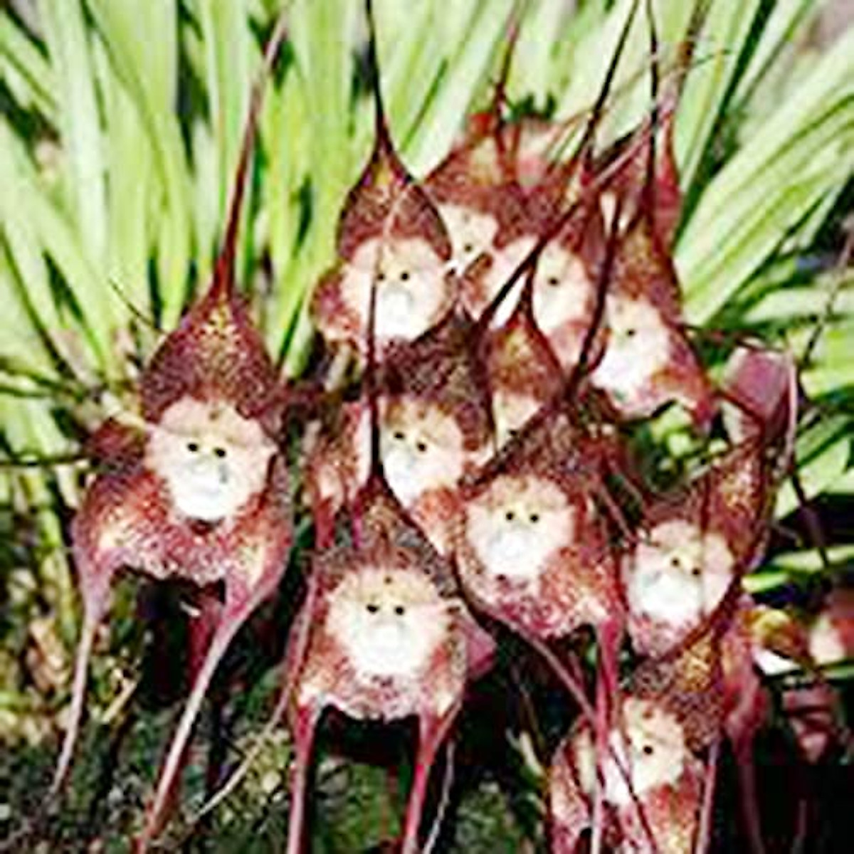QAUZUY GARDEN Dracula Simia Seeds 200 Mix Rare Monkey Face Orchid ...