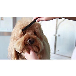 Ryan's Pet Supplies Paw Brothers Flea Comb for Small and Large Dogs and Cats with Handle, Professional Dog Grooming Kit and Supplies, Puppy Essentials, Black and Red, 8.8 Inches