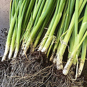 CHUXAY GARDEN 1200 Seeds White Lisbon Salad Onion, Spring Onions,Bunching Onions Sweet Mild Flavor Vegetable Can Make Delicious Food Great for Houseplant