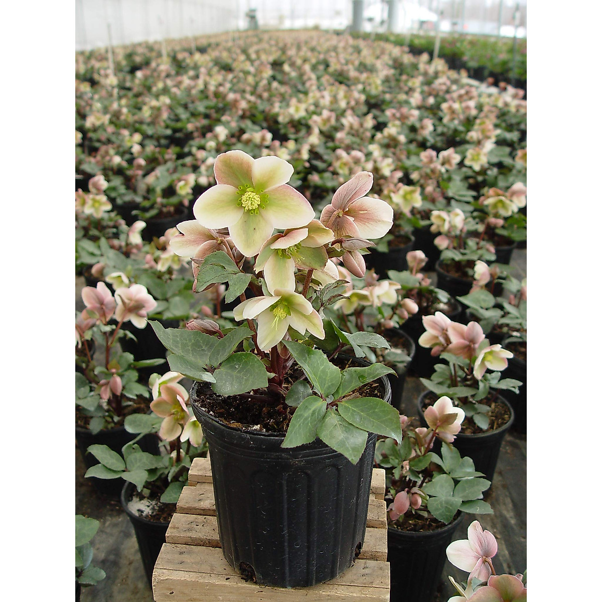 Green Promise Farms FPHELBIP Helleborus-X 'Ivory Prince' (Christmas Rose) Walhelivor Perennial Live Plant, 1 Gallon, White