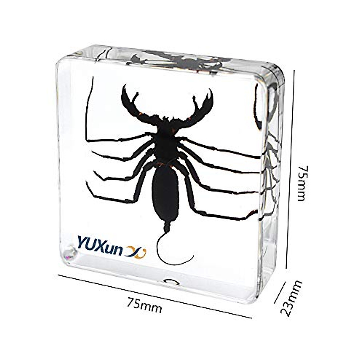 Animal Insect Whip Scorpion Specimen Taxidermy Paperweight for Science Education