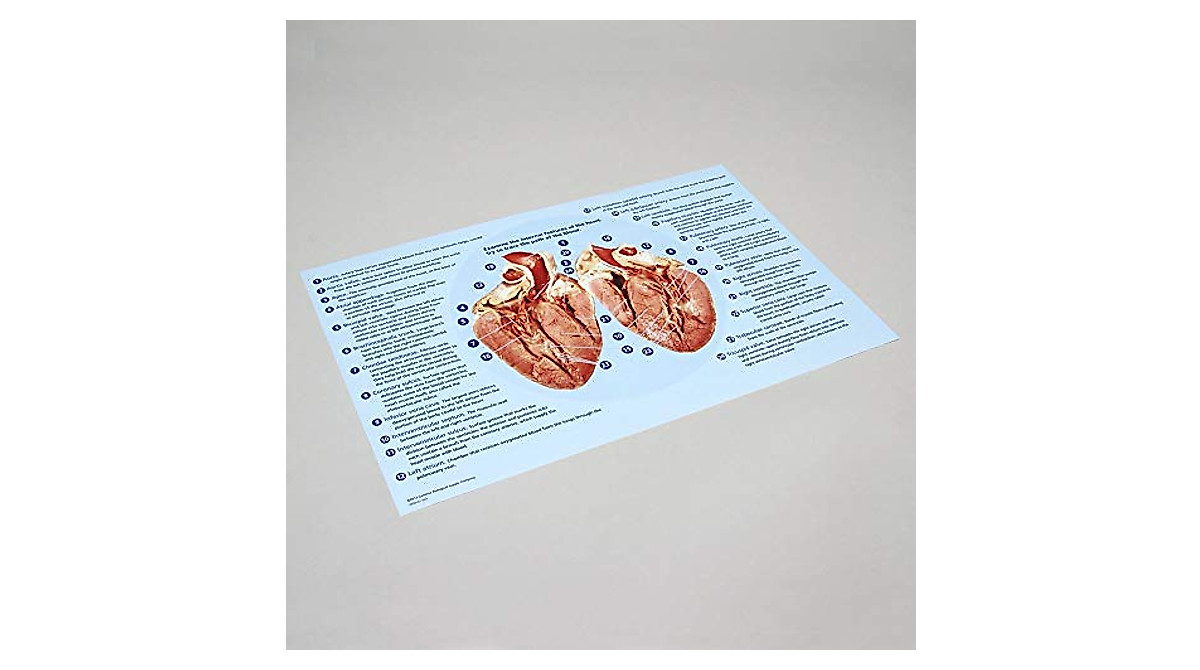 Carolina Heart Dissection Mat - Enhance Your Study