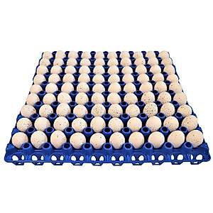 6 RITE FARM PRODUCTS 90 Egg Plastic Trays for Quail Pigeon Dove Bird Flat Carton