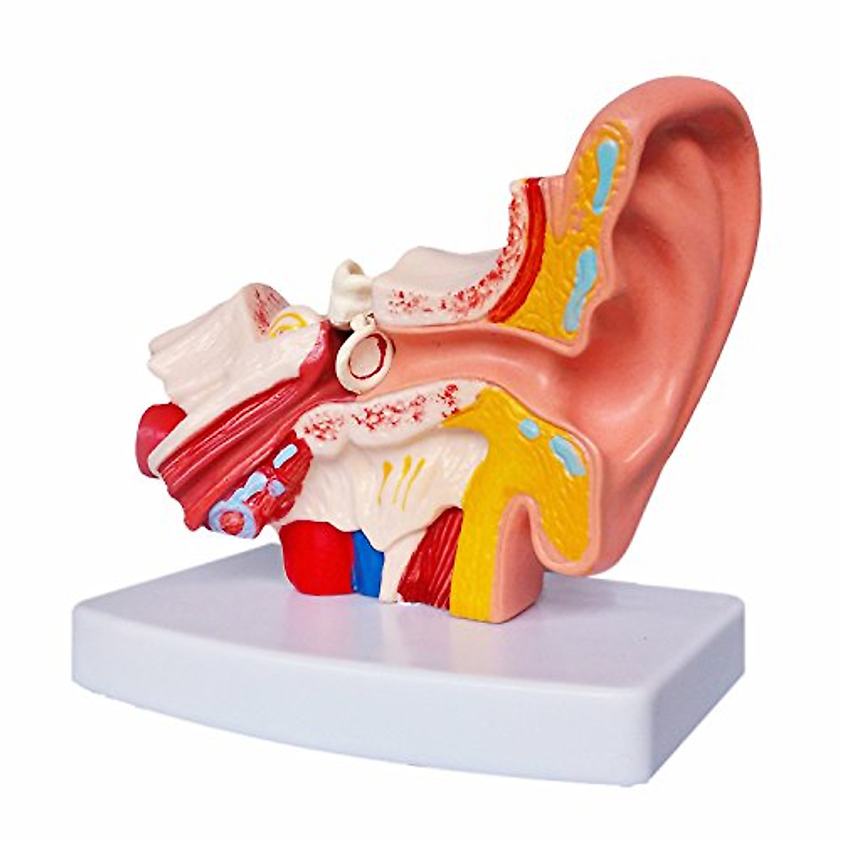 Doc.Royal Human Professional Desktop Ear Joint Simulation Model Medical Anatomy PVC Plastic Type DR-XF-102