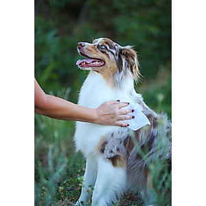 earthbath, Hypo-Allergenic Grooming Wipes – Fragrance Free Dog Wipes for Paws and Butt, Best Pet Wipes for Dogs with Sensitive Skin, Made in USA, Cruelty-Free Dog Cleaning Wipes – 100 Count (1 Pack)