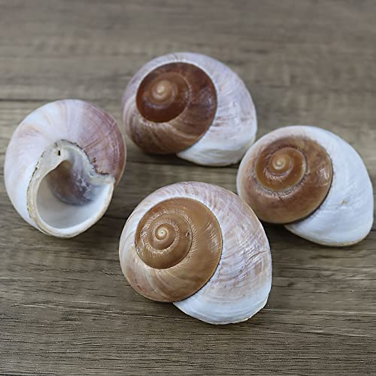 4 Pack Large Hermit Crab Shells, Muffin Snail Shells | Turbo Shells | Giant Land Snail Shells | Hermit Crab House for Fish Tank Aquarium Decoration Beach Home Decor Wedding Centerpieces, 2.75"-3"