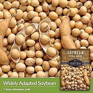 Survival Garden Seeds - Chiba Green Soybean Seed for Planting - 3 Packs with Instructions to Plant and Grow Protein-Rich Edamame Pods in Your Home Vegetable Garden - Non-GMO Heirloom Variety