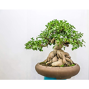 Ficus Bonsai Tree Seeds to Grow - 25+ Seeds - Made in USA