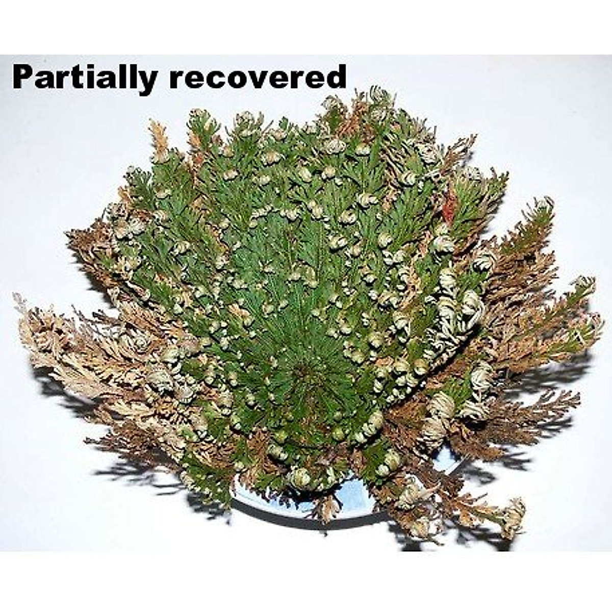 Rose of Jericho Resurrection Fern - Polypodium - Dinosaur Fern/Miracle Air Fern