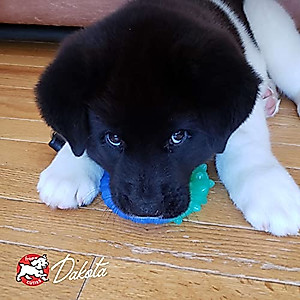 Fromm Large Breed Puppy Gold Premium Dry Dog Food - Dry Puppy Food for Large Breeds - Chicken Recipe - 30 lb