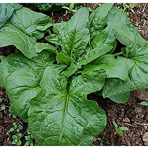 Gaea's Blessing Seeds - Spinach Seeds (3.0g) - Giant Winter Spinach Non-GMO Seeds with Easy to Follow Planting Instructions - Open-Pollinated Heirloom 95% Germination Rate