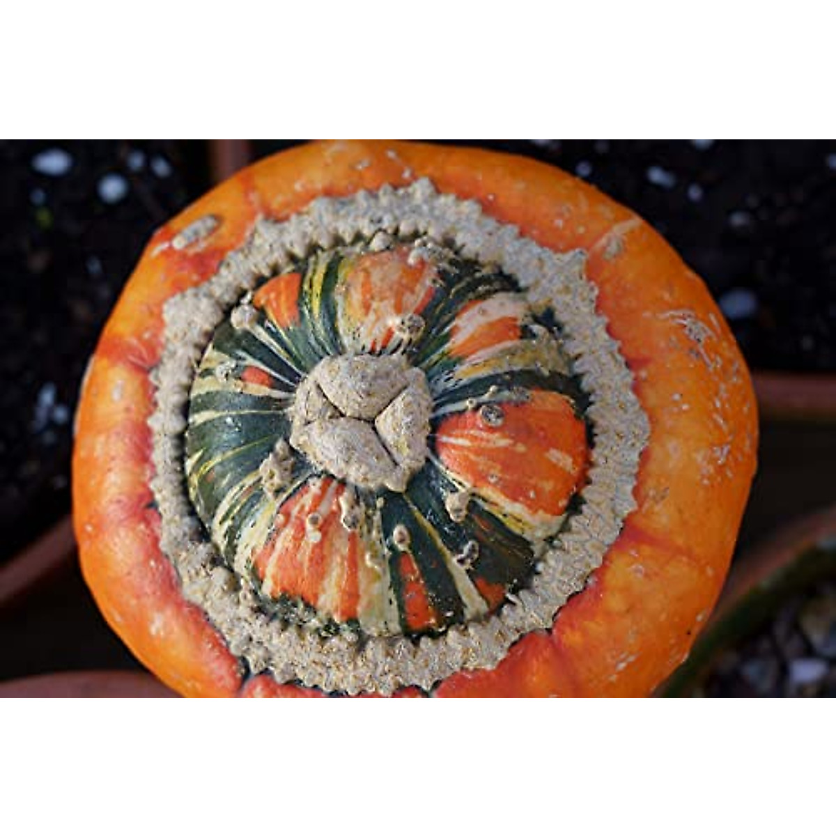 Turks Turban Gourd Squash Seeds for Planting, 25+ Heirloom Seeds Per Packet, (Isla's Garden Seeds), Non GMO Seeds, Botanical Name: Cucurbita Maxima 'Turban', Great Decoration or Gift