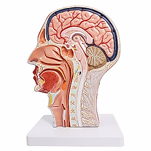 EVOTECH Human Half Head Superficial Neurovascular Model with Musculature, Life Size Anatomical Head Model Skull and Brain for Medical Teaching Learning, Kids Learning Education Display Tool
