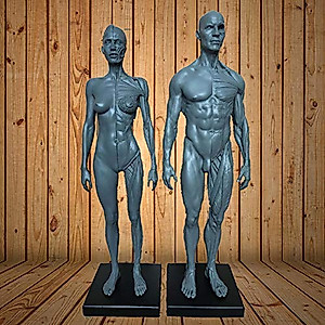 Educational Model,30 cm Male & Female Human Anatomy Figure écorché and Skin Model Laboratory Material, Anatomical Reference for Artists (Gray, 2pcs)