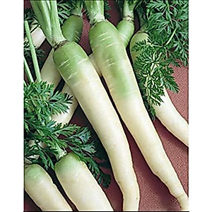 Snow White Carrot Seeds for Planting, 350+ Heirloom Seeds Per Packet, (Isla's Garden Seeds), Non GMO Seeds, Botanical Name: Daucus carota subsp. sativus, Great Home Garden Gift