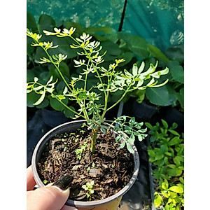 Plant,  Ruda Plant Common Rue Ruta graveolens Herb of Grace 5 to 7 inches Tall