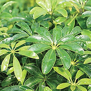 Brussel's Bonsai Live Hawaiian Umbrella Bonsai Tree - Small, 3 Year, 4 to 7 Inches Tall - Indoor Bonsai Tree with Grower Bonsai Pot