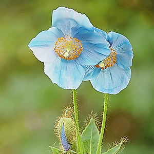 Blue Poppy Seeds Meconopsis Betonicifolia Perennial Attracts Bees & Butterflies Low Maintenance GMO Free Beds Border Patio Outdoor 5Pcs Flower Seeds by YEGAOL Garden