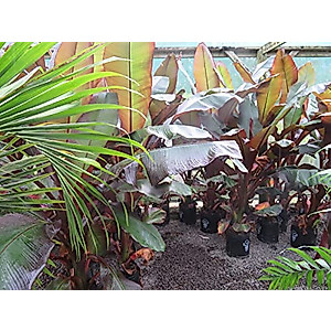 Red Abyssinian Banana Tree - 10 Live Starter Plants - Ensete Maurelii - Fruit Tree for The Patio and Garden