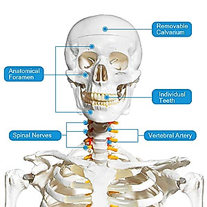 breesky Human Skeleton Model for Anatomy- Life Size Medical Human Skeleton Model with Nervous System 70.8 in with Rolling Stand for Medical Study and Display 3 Posters