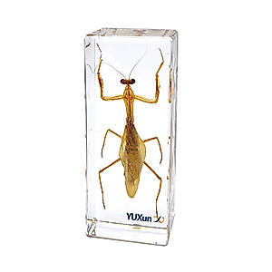 Cherish XT Insect Display Taxidermy Mantis Hierodula patellifera Praying Mantis Specimen Paperweight Science Clammroom Speciemn for Science Education