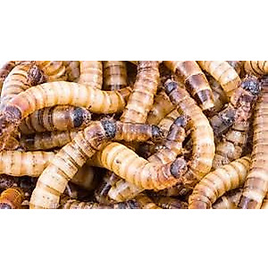 The Mad Jungle tm 200 Live Large 2 inch Superworms Live Arrival Guaranteed