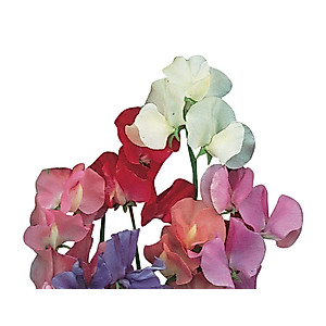Burpee Eckfords Finest Mix Sweet Pea Seeds 50 seeds