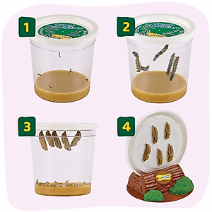 Insect Lore - Butterfly Growing Kit - With Voucher to Redeem Caterpillars Later