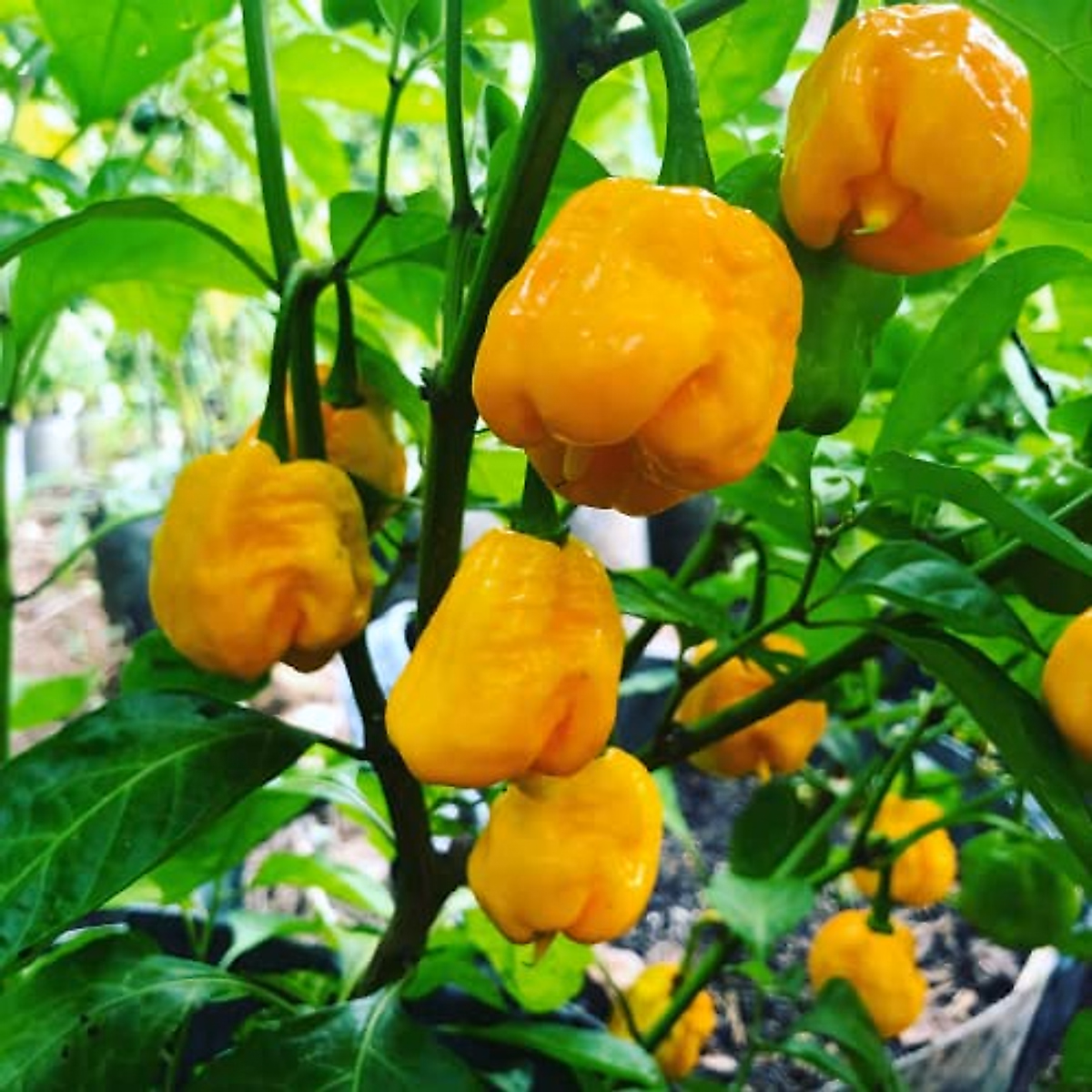 CHUXAY GARDEN Yellow Trinidad Moruga Scorpion-Capsicum Chinense,Hot Pepper 20 Seeds Vegetables Survival Gear Food Seed