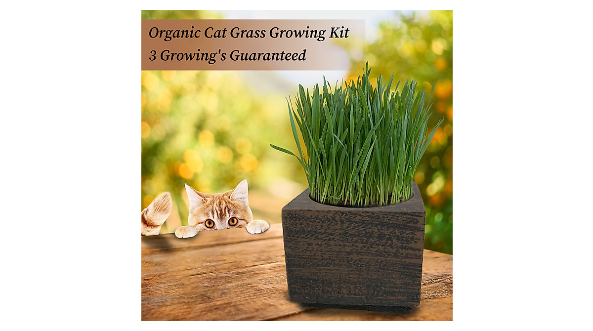 Cali Kiwi Organic Cat Grass Kit - Grow & Gift for Cats