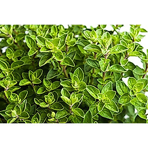 Italian Oregano Seeds for Planting, 2500+ Heirloom Seeds Per Packet, (Isla's Garden Seeds), Non GMO Seeds, Botanical Name: Origanum vulgare, Great Home Herb Garden Gift