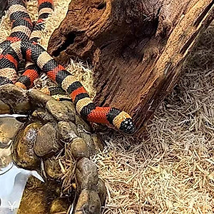 BNOSDM Natural Reptile Terrarium Bedding Small Pet Select Premium Natural Aspen Bedding for Snakes Chickens Tortoise Rabbits Hedgehogs Guinea Pig and Other Small Animals